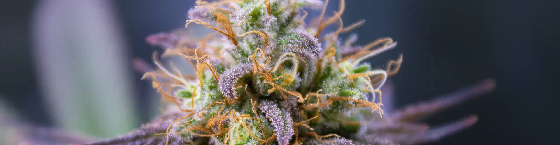 Loyalty - Somerset's Best Choice For Premium Cannabis